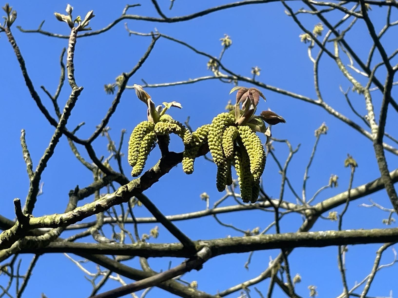 Juglans mandshurica var. mandshurica - Chinese walnoot, Chinese walnut ...