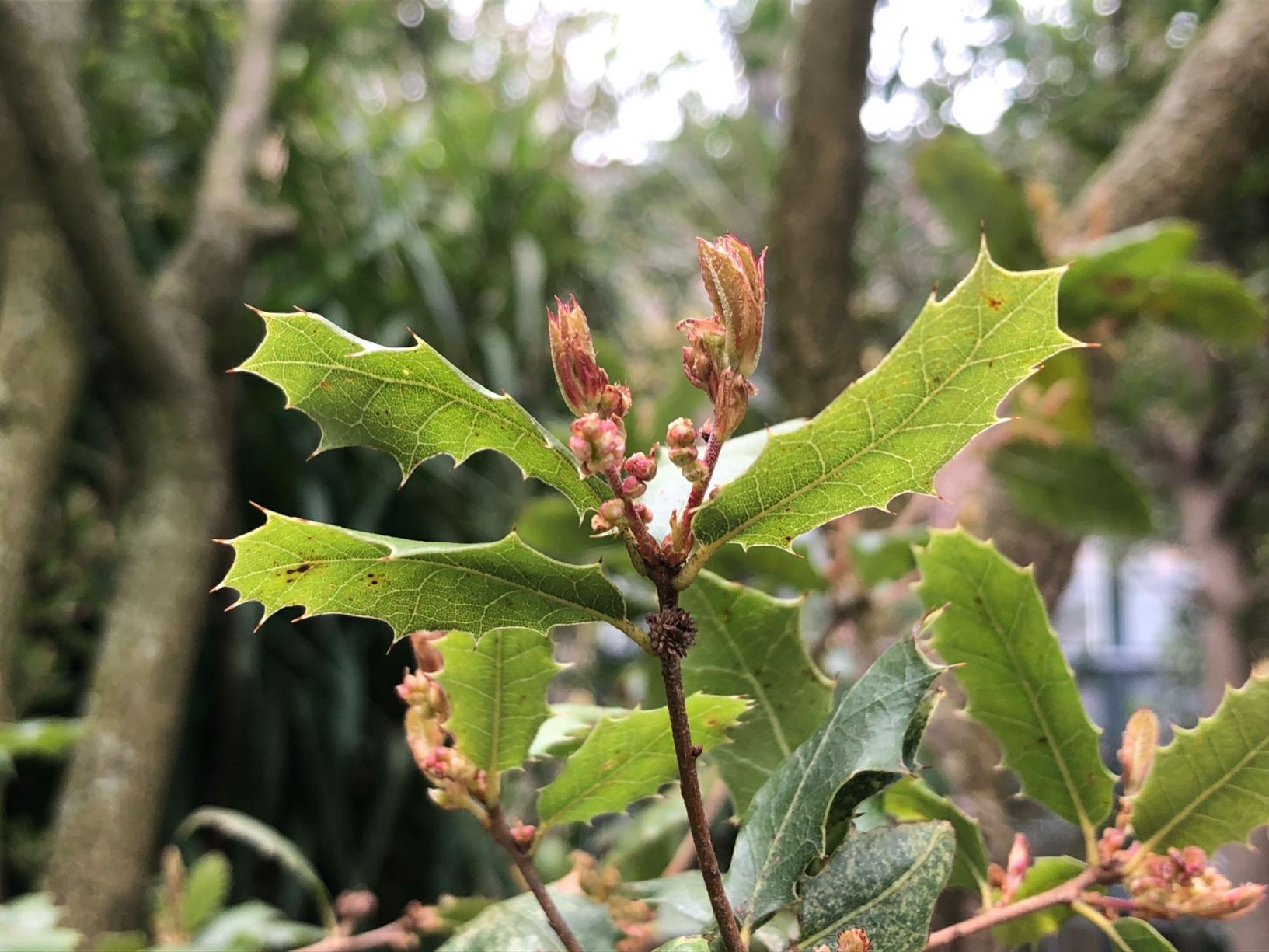 Quercus trojana - Trojaanse eik, Macedonian oak, quercia troiana, Roble ...