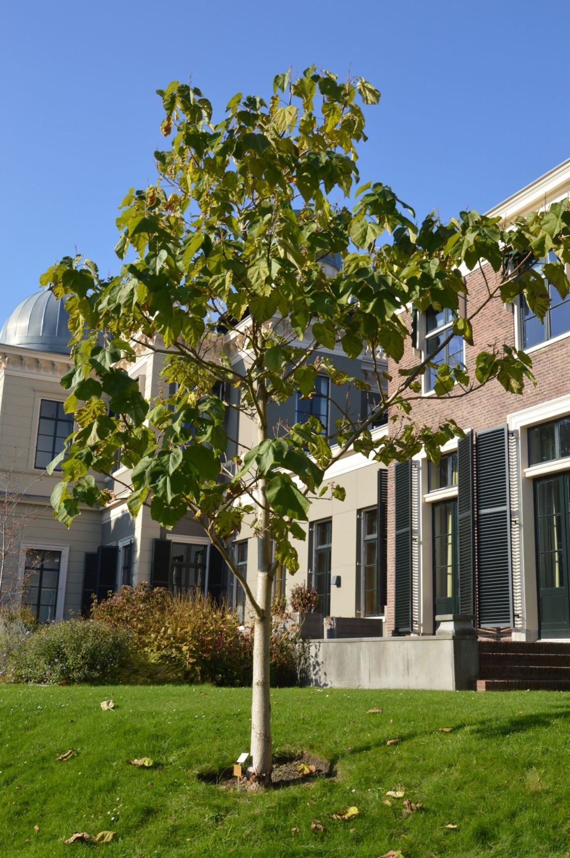 Paulownia tomentosa - Anna Paulownaboom, Anna Paulowna tree | Hortus ...