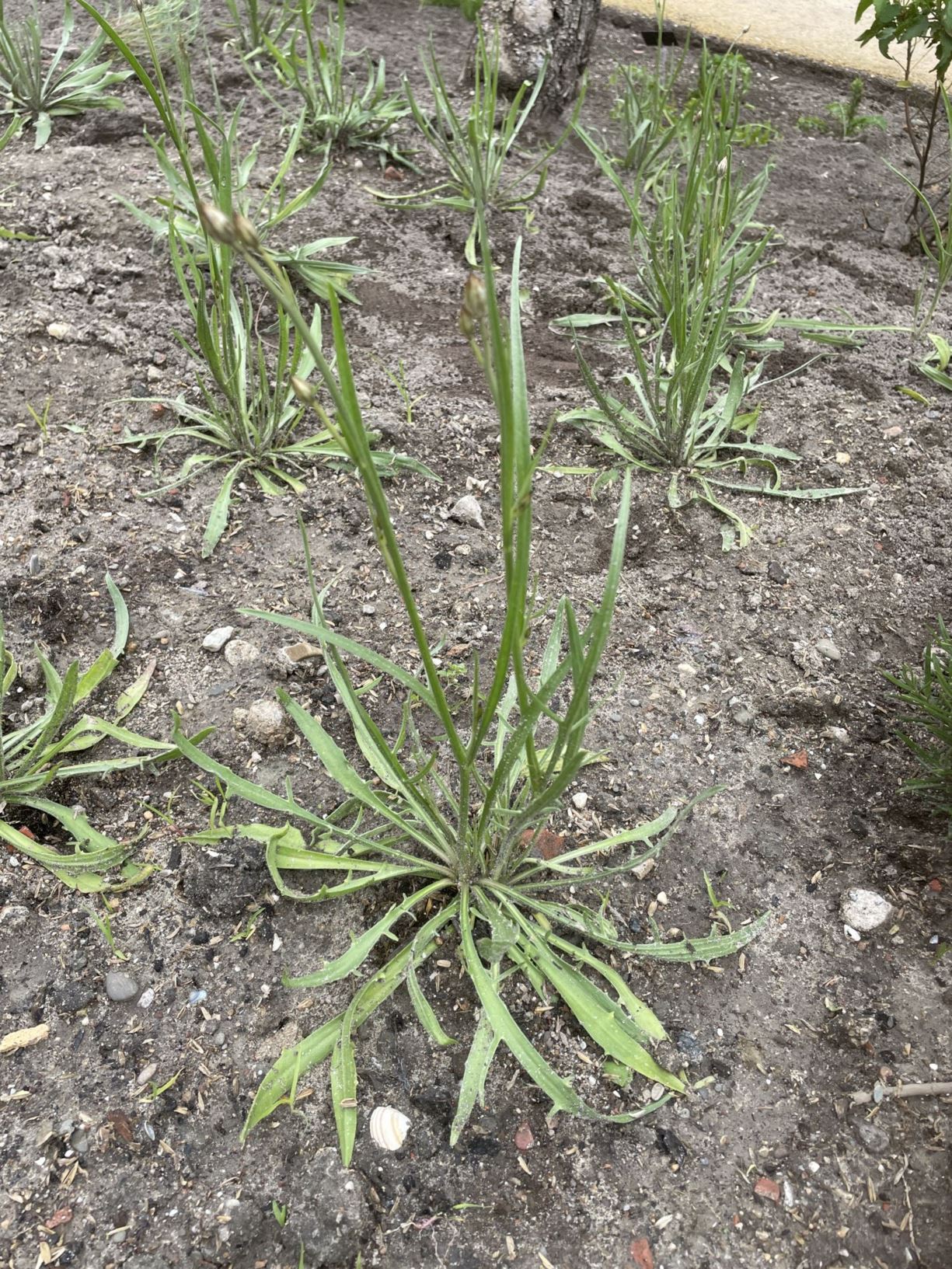 Names C | Hortus Botanicus Leiden, Netherlands