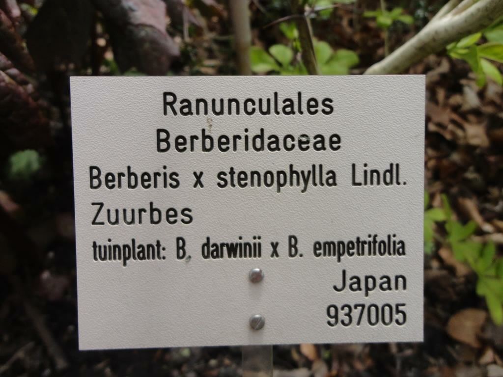 Berberis × stenophylla | Hortus Botanicus Leiden, Netherlands
