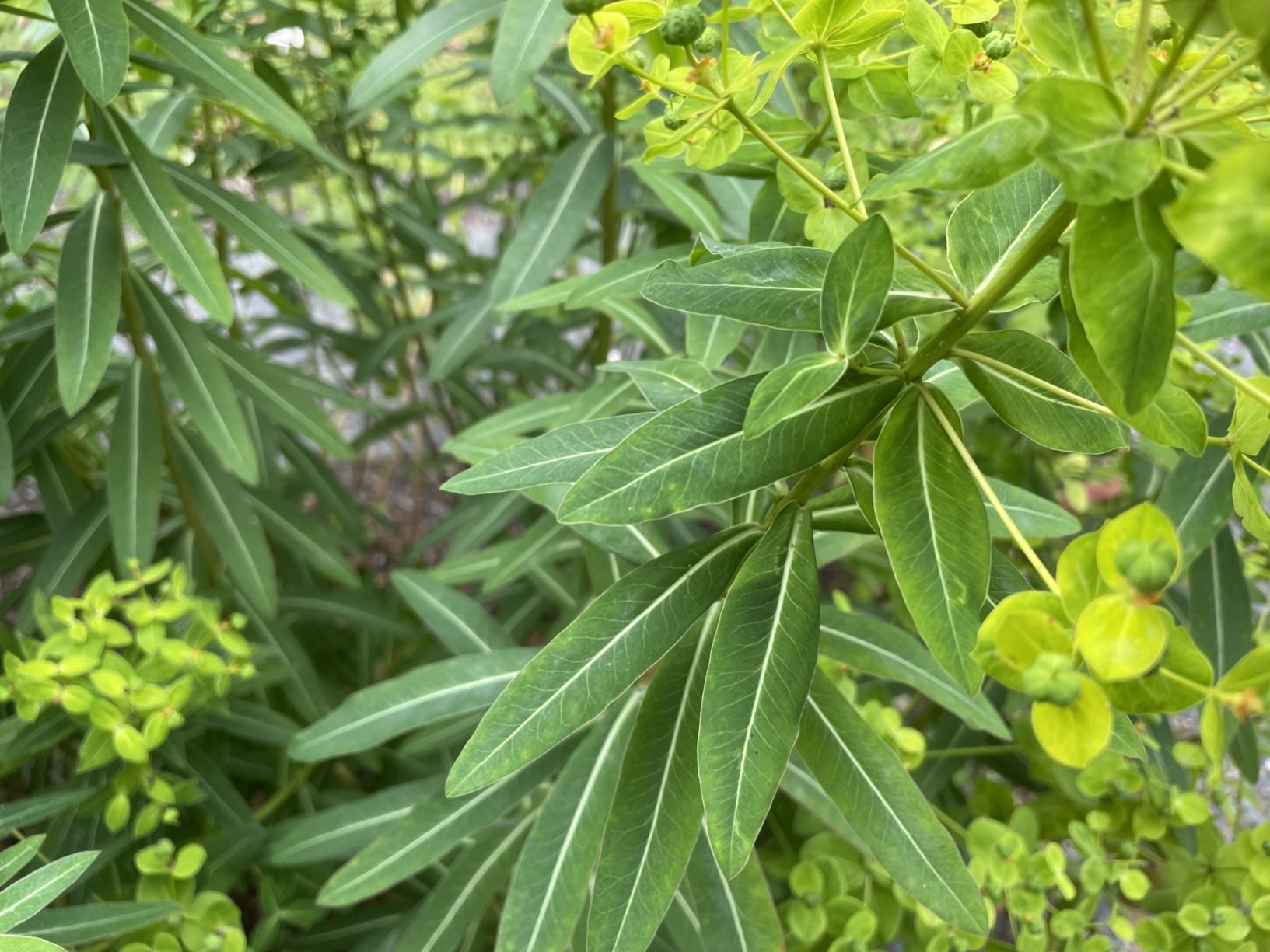 Euphorbia pekinensis - Peking spurge, 大戟 da ji | Hortus Botanicus ...