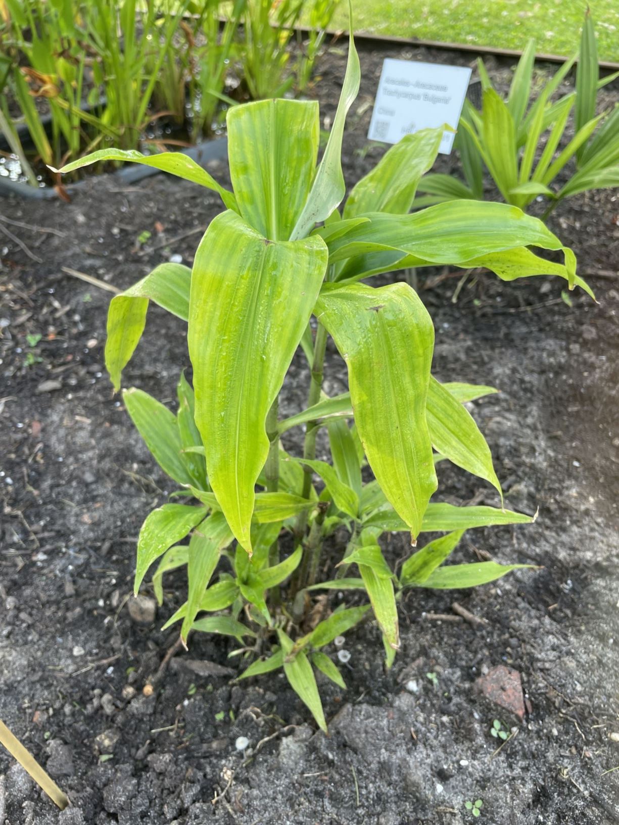 Pollia japonica - ヤブミョウガ yabu-myôga, 杜若 du ruo | Hortus Botanicus ...