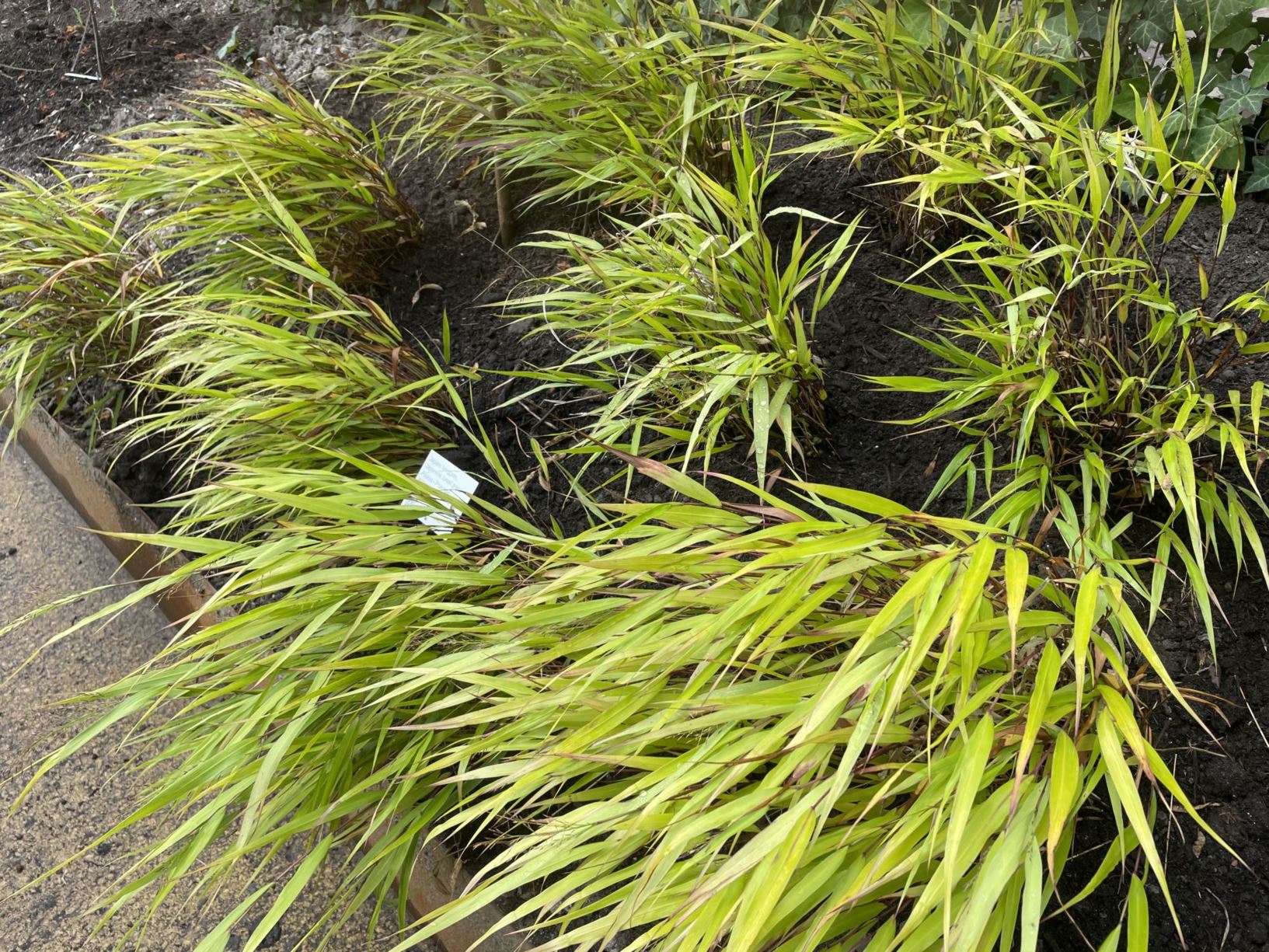 Hakonechloa macra - Japans berggras, Japanse bosgras; Hakonegras ...