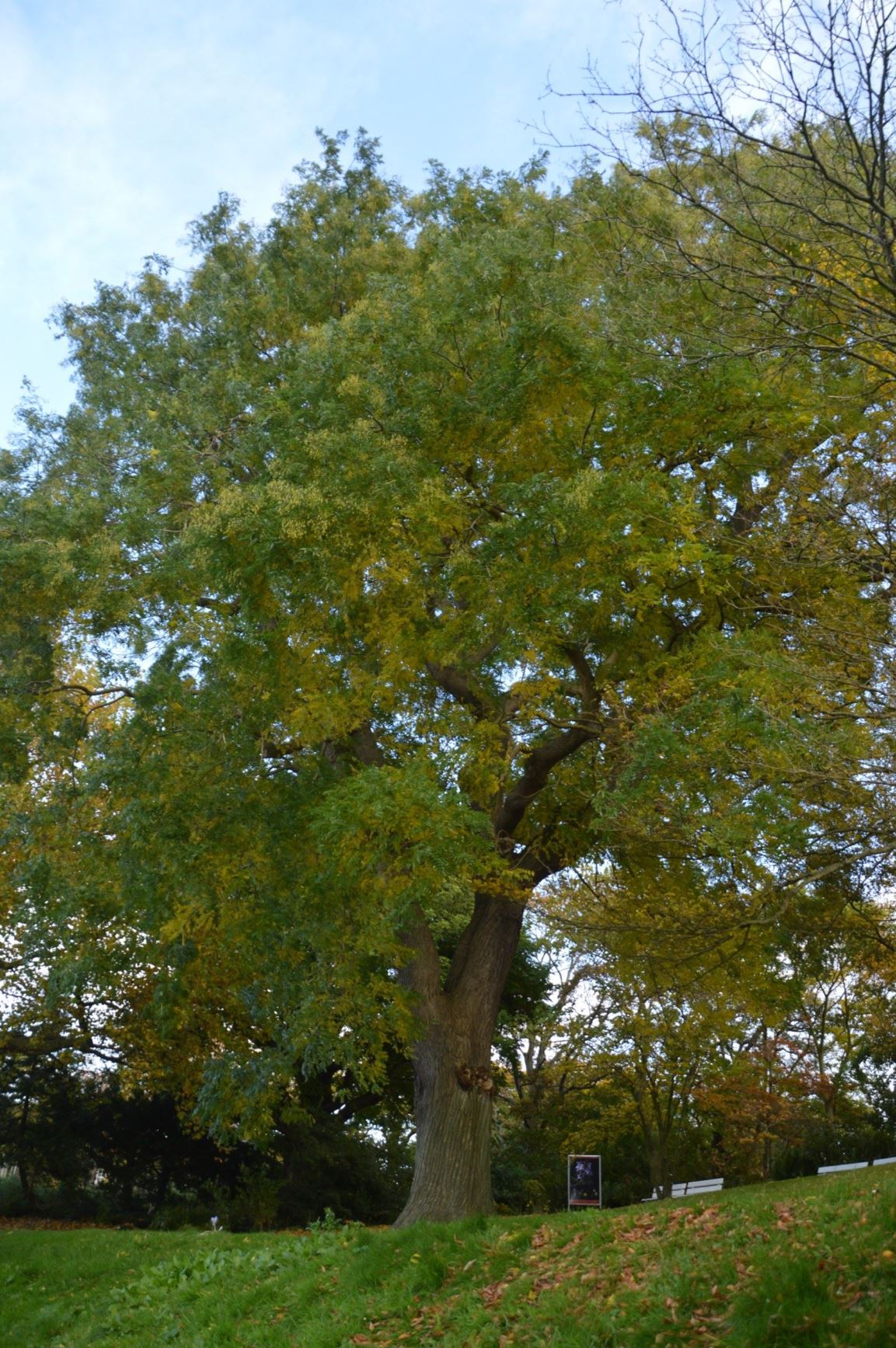 Styphnolobium japonicum - Honingboom, Sophora, Japanese pagoda tree ...
