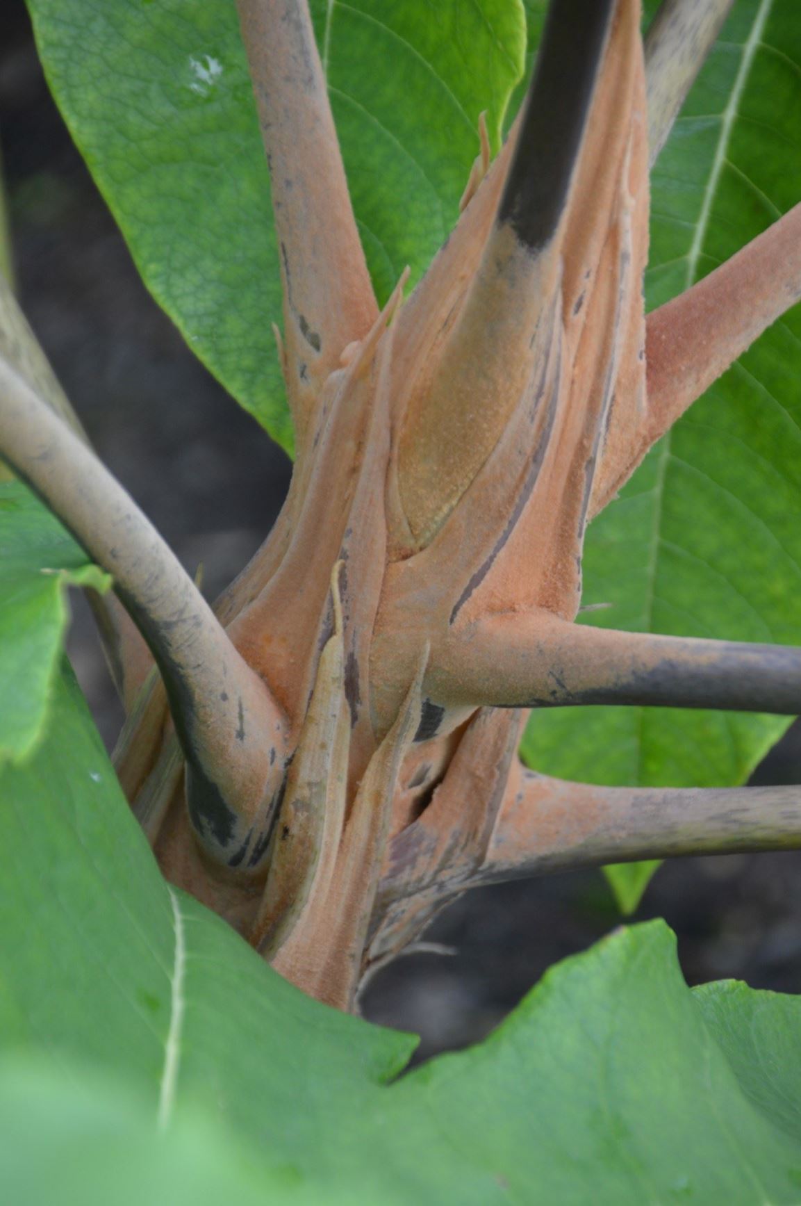Tetrapanax papyrifer 'Rex' - (Chinese) Rice-paper plant, Tung-Tsau ...