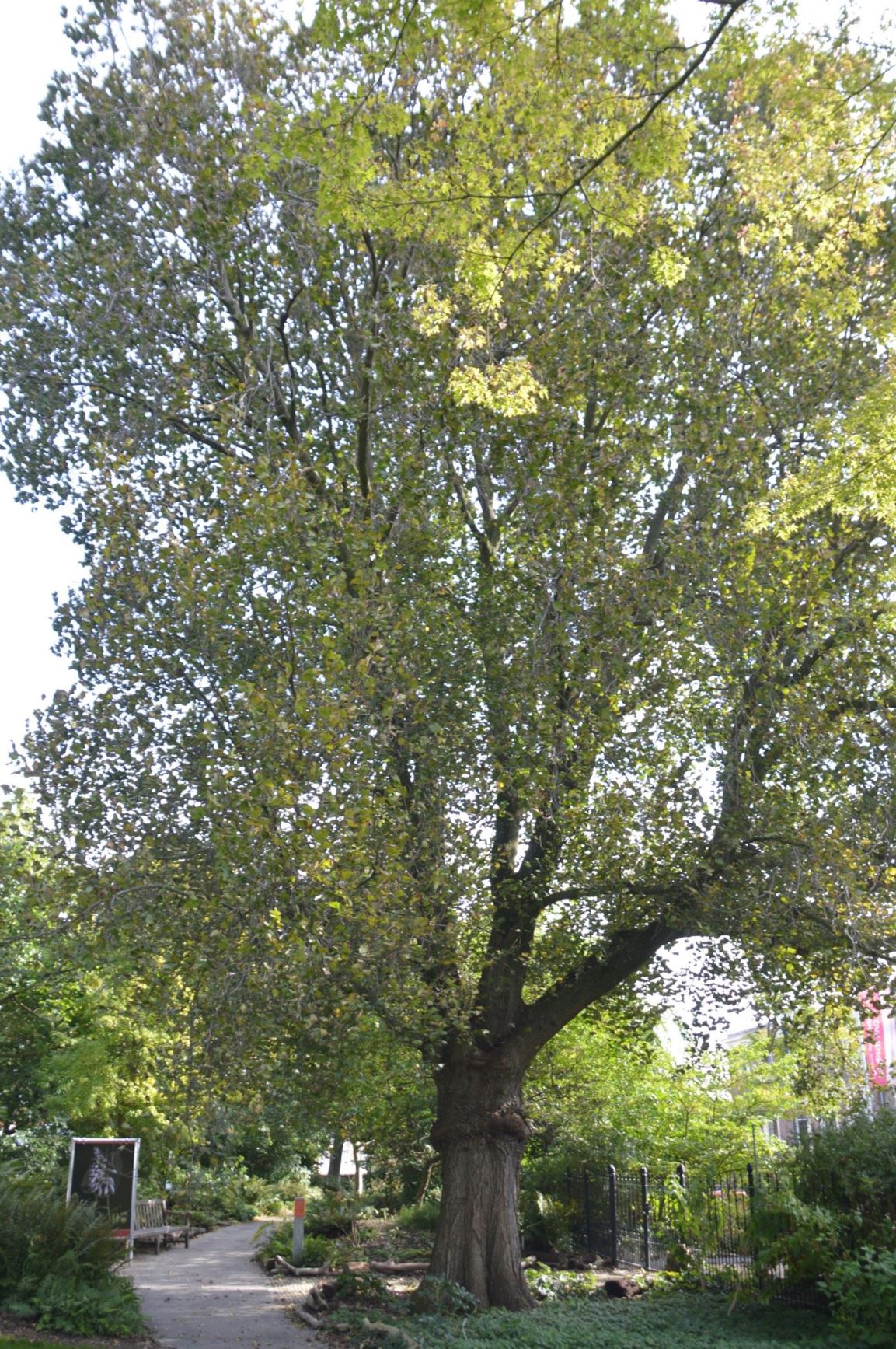 Ulmus glabra 'Exoniensis' - Pluimiep, Exeter Elm | Hortus Botanicus ...