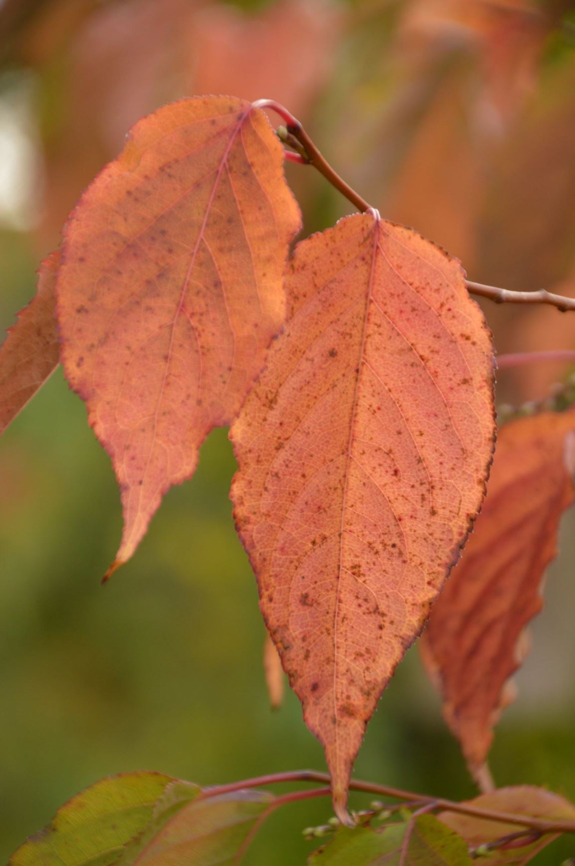 Stachyurus praecox - Staartaar | Hortus Botanicus Leiden, Netherlands