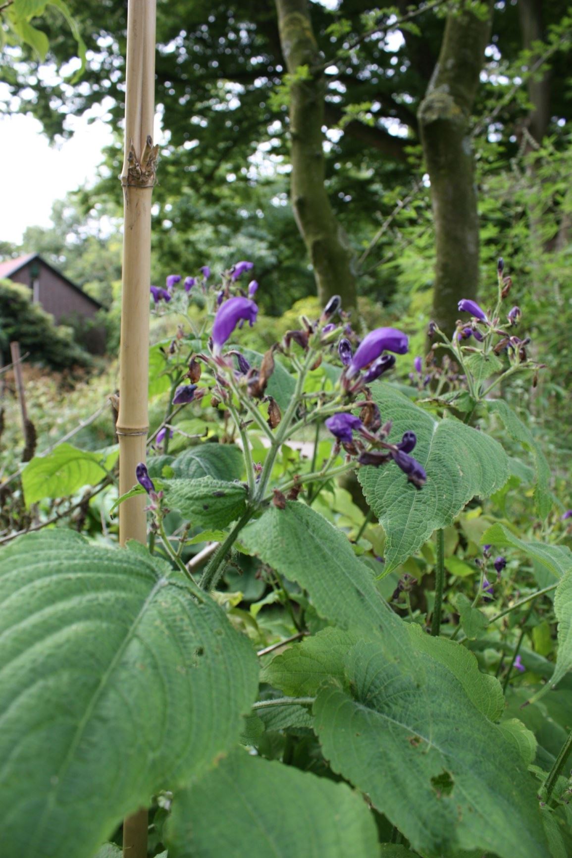 Strobilanthes atropurpurea - Mexicaanse petunia | Hortus Botanicus ...