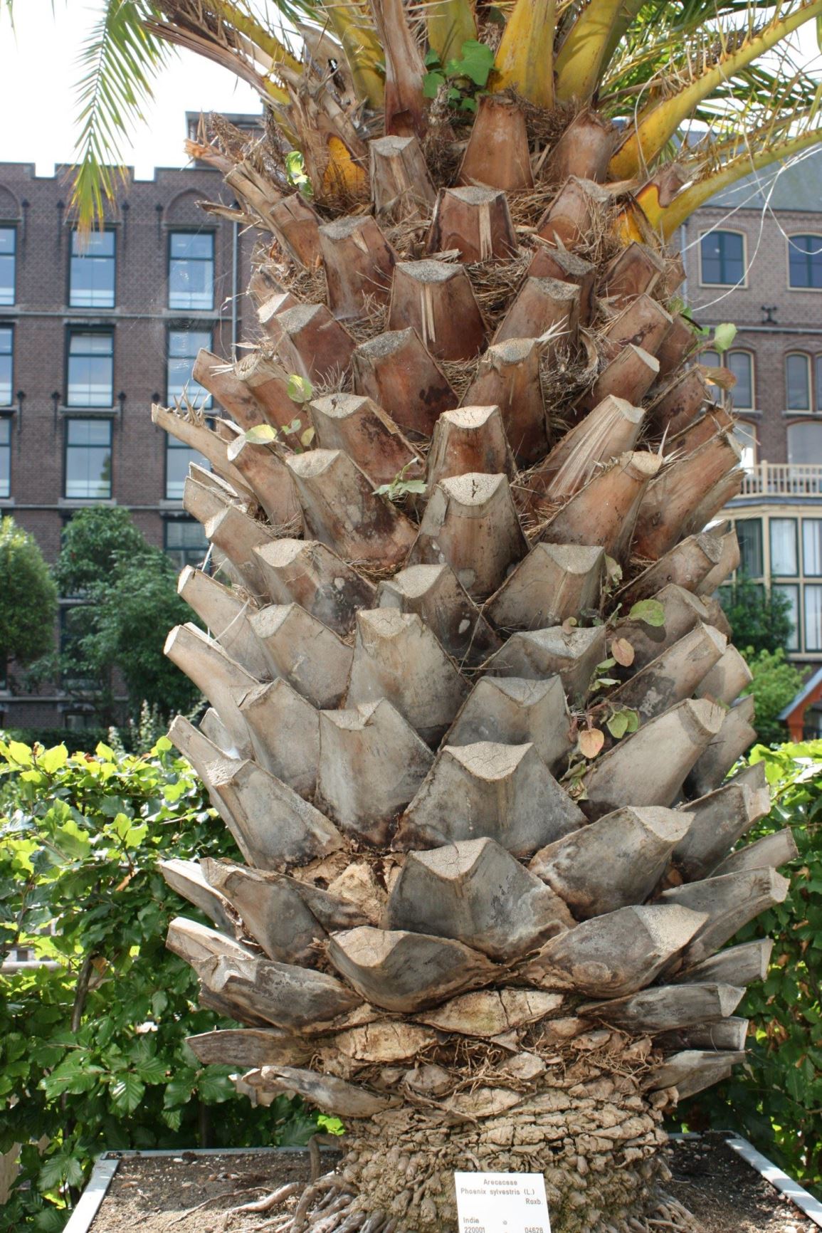 Phoenix sylvestris - Silver date palm, Indian date, sugar date palm ...