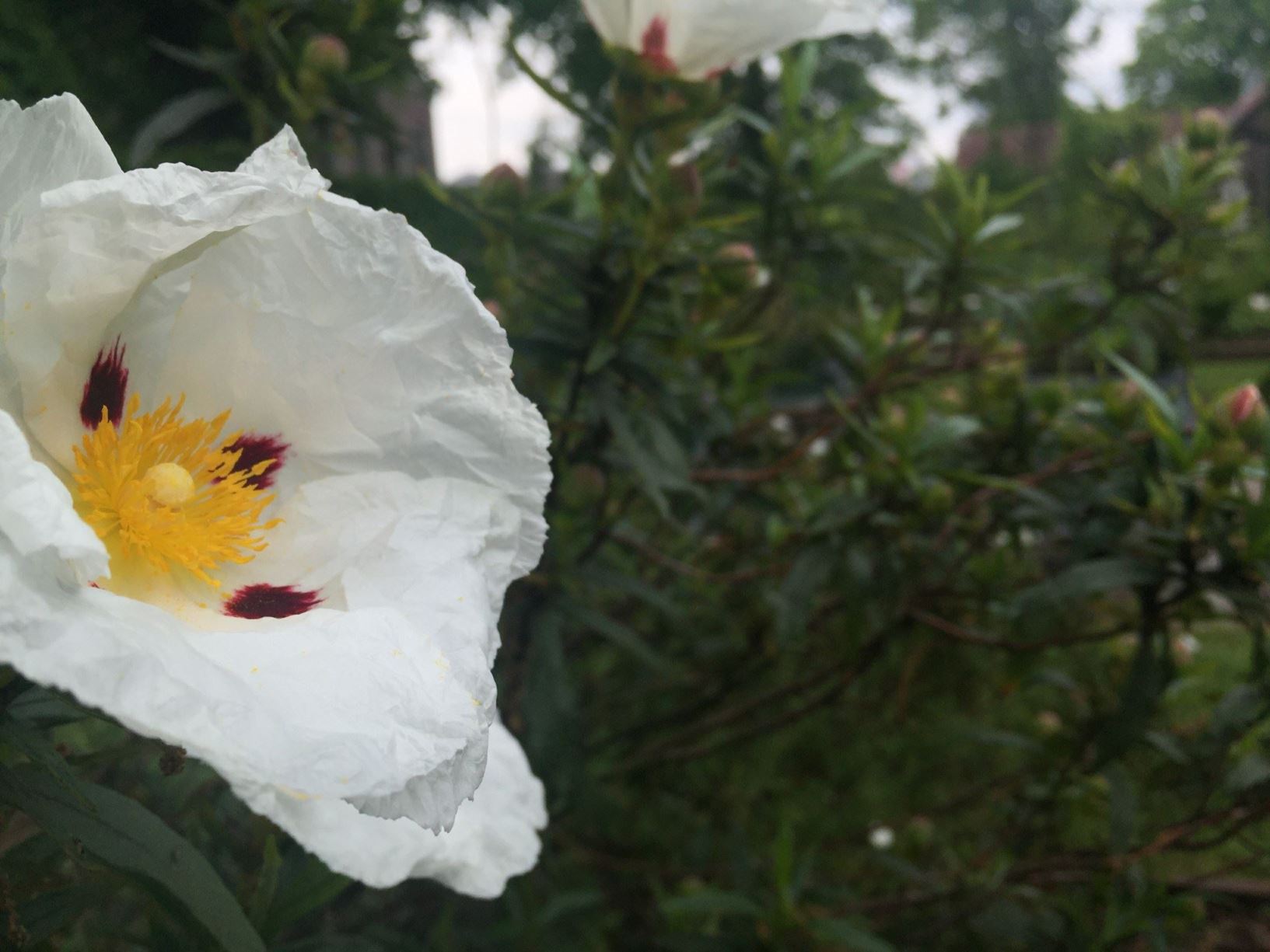 Cistus ladanifer - Laudanum, gomrotsroos, cistusroos, jara del ládano ...