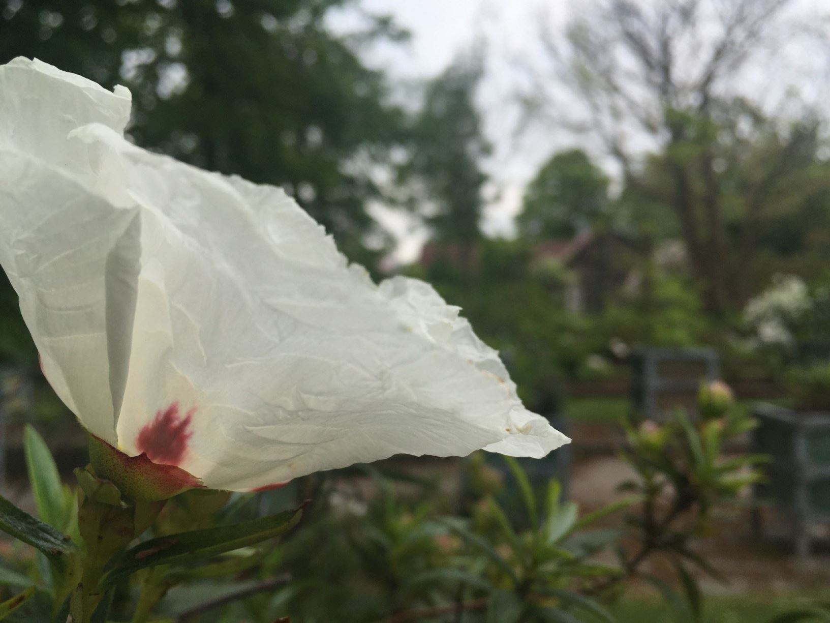 Cistus ladanifer - Laudanum, gomrotsroos, cistusroos, jara del ládano ...