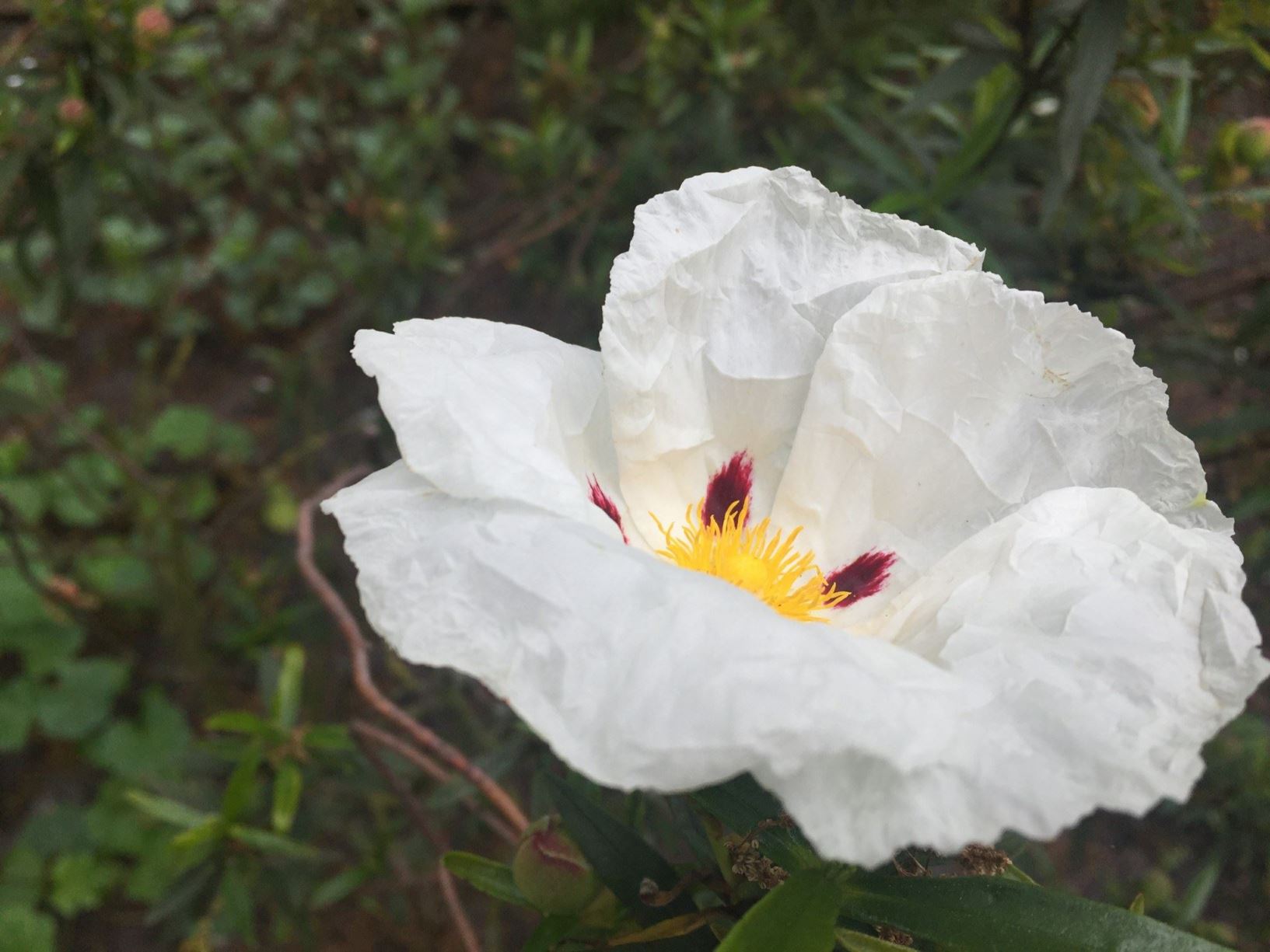 Cistus ladanifer - Laudanum, gomrotsroos, cistusroos, jara del ládano ...