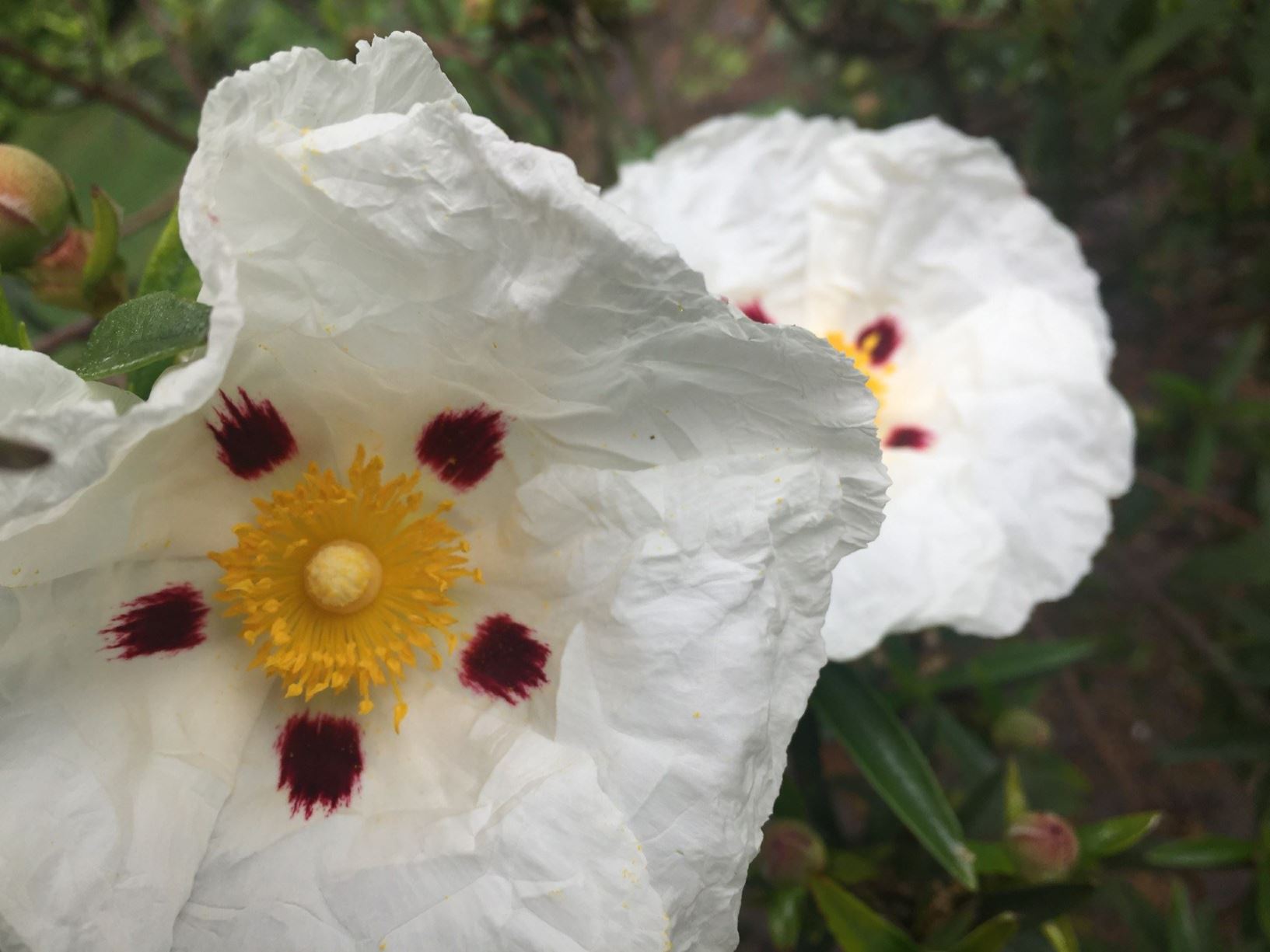 Cistus ladanifer - Laudanum, gomrotsroos, cistusroos, jara del ládano ...
