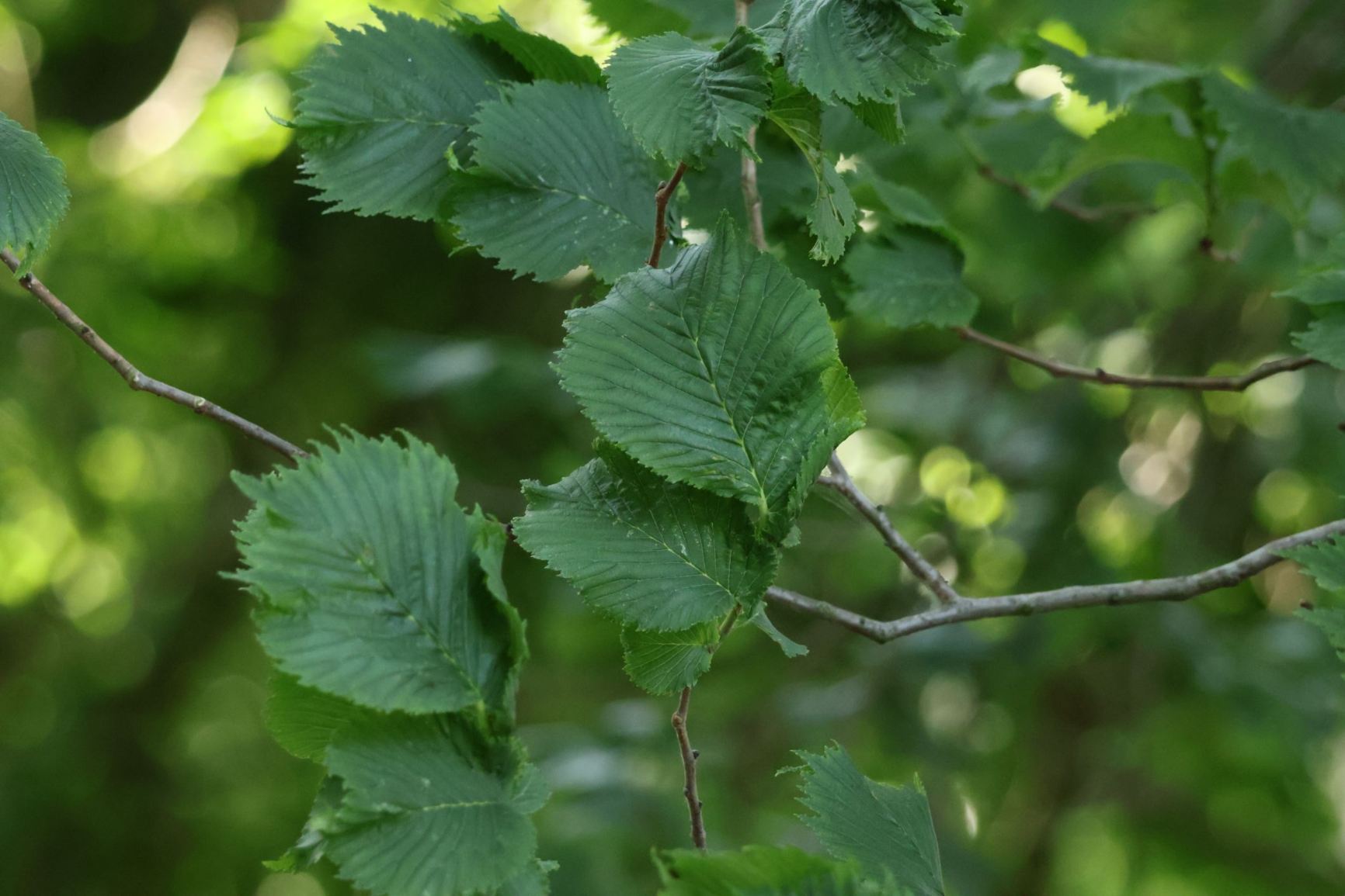 Ulmus glabra 'Exoniensis' - Pluimiep, Exeter Elm | Hortus Botanicus ...