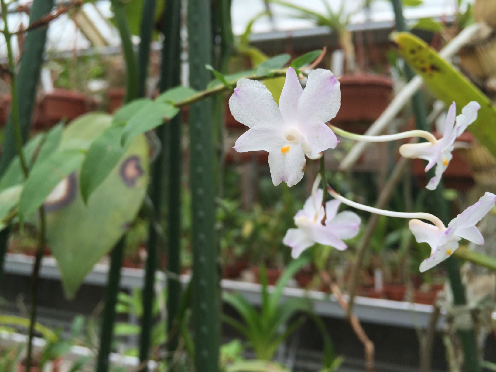 Dendrobium mutabile | Hortus Botanicus Leiden, Netherlands