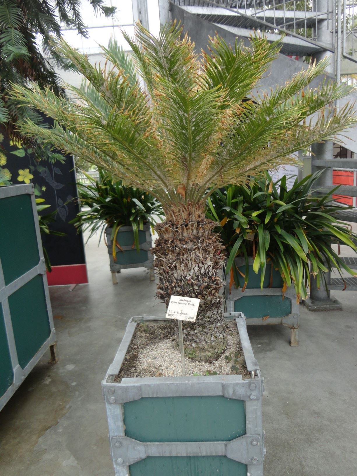 Cycas revoluta - Cycaspalm, valse sagopalm, vredespalm, palmvaren ...