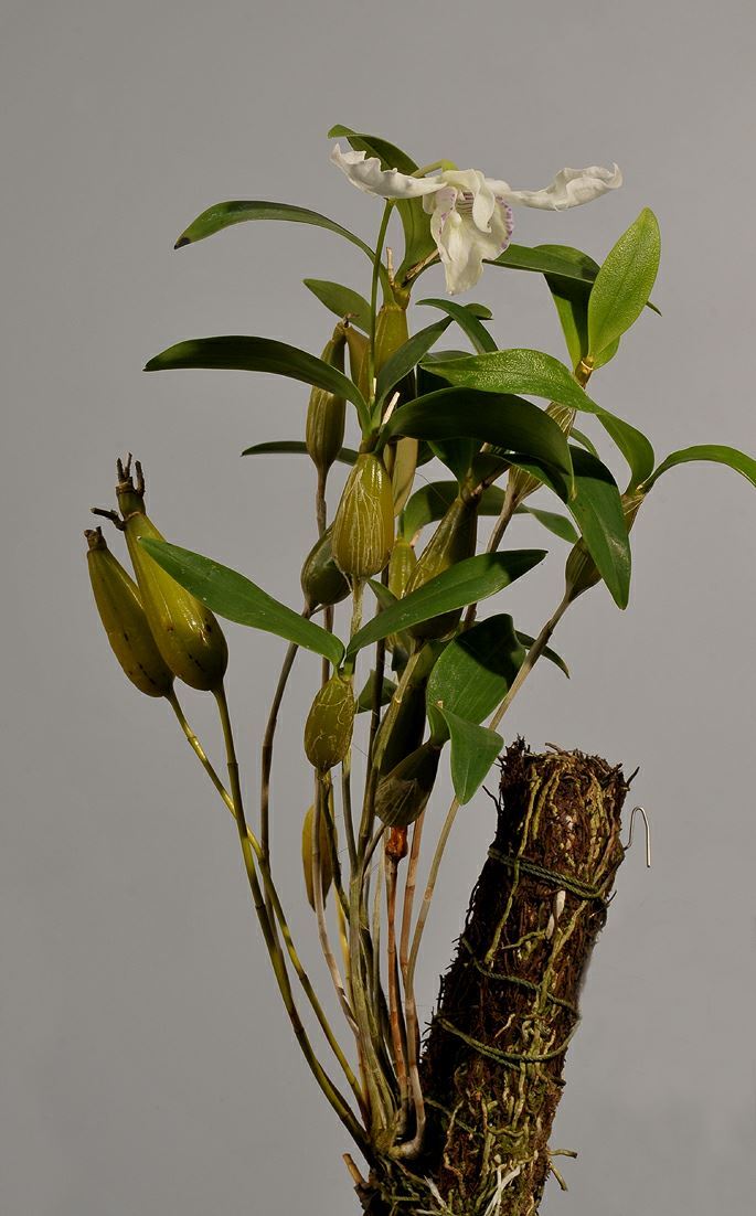 Dendrobium rhodostictum | Hortus Botanicus Leiden, Netherlands
