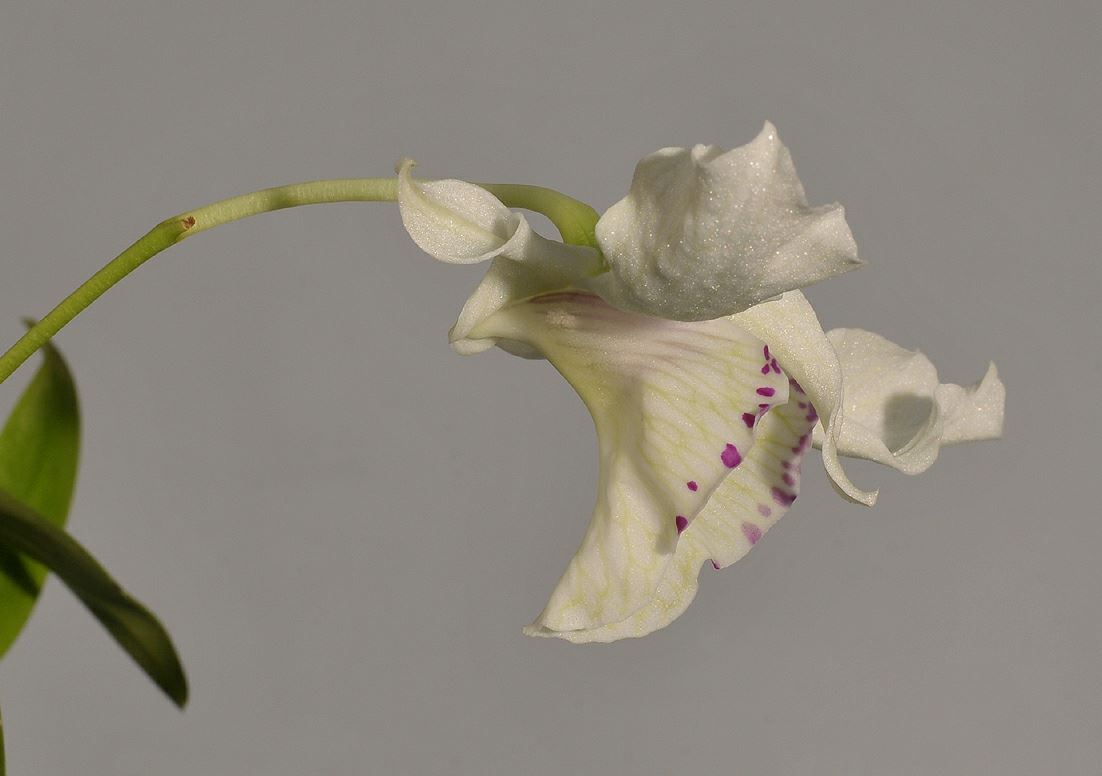 Dendrobium rhodostictum | Hortus Botanicus Leiden, Netherlands