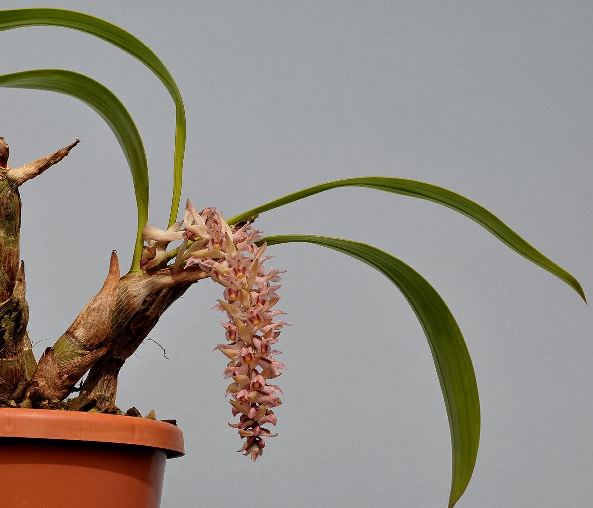 Browse E | Hortus Botanicus Leiden, Netherlands