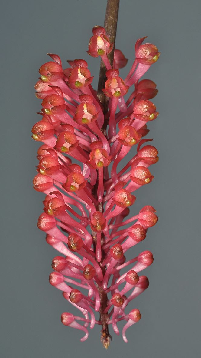 Robiquetia spec. | Hortus Botanicus Leiden, Netherlands