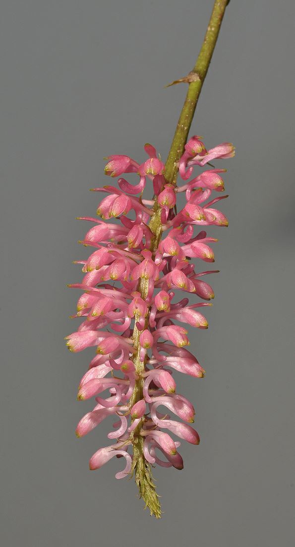 Robiquetia spec. | Hortus Botanicus Leiden, Netherlands