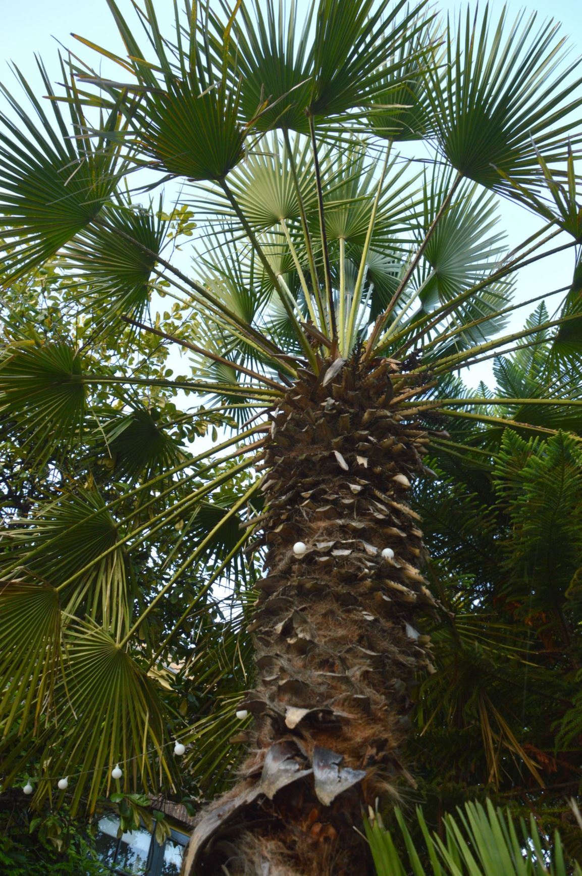 Chamaerops humilis - Europese dwergpalm, Broodpalm, Dwergwaaierpalm ...
