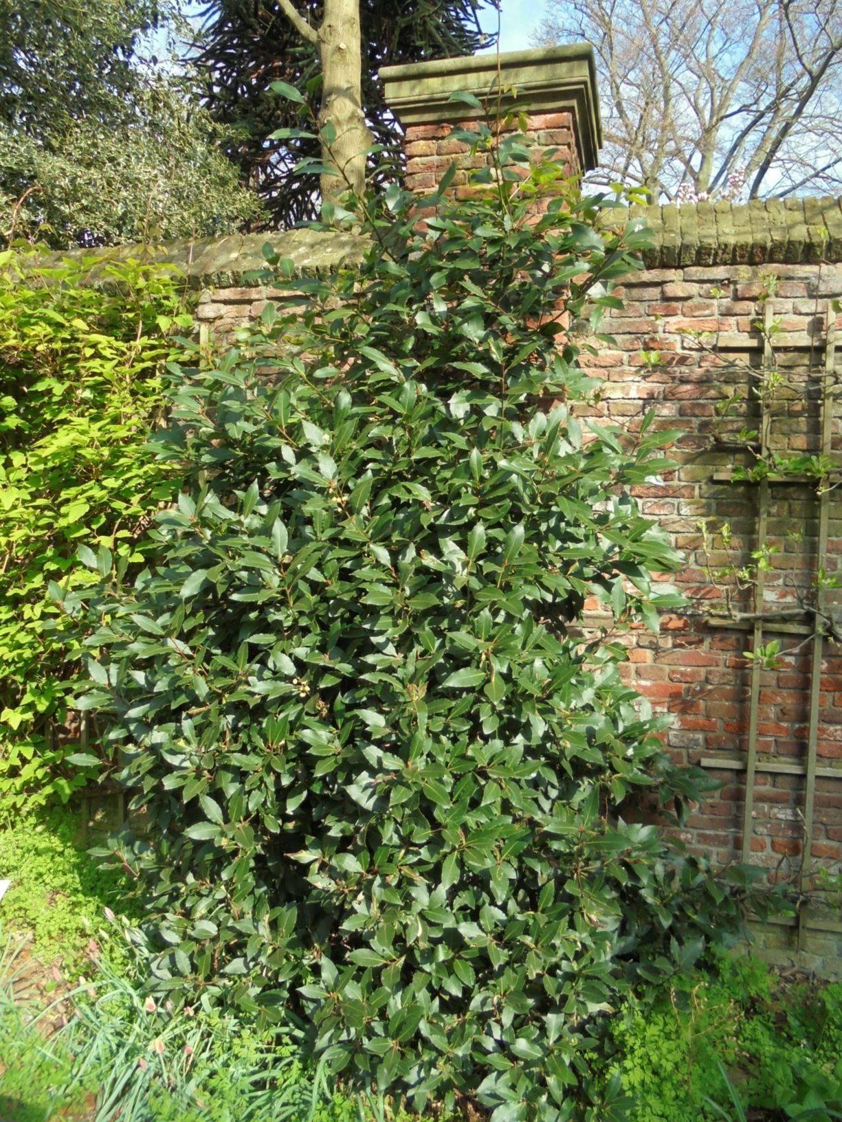 Laurus nobilis - Laurierboom, Bay Laurel, Defne, Labhras, Edel-Lorbeer ...