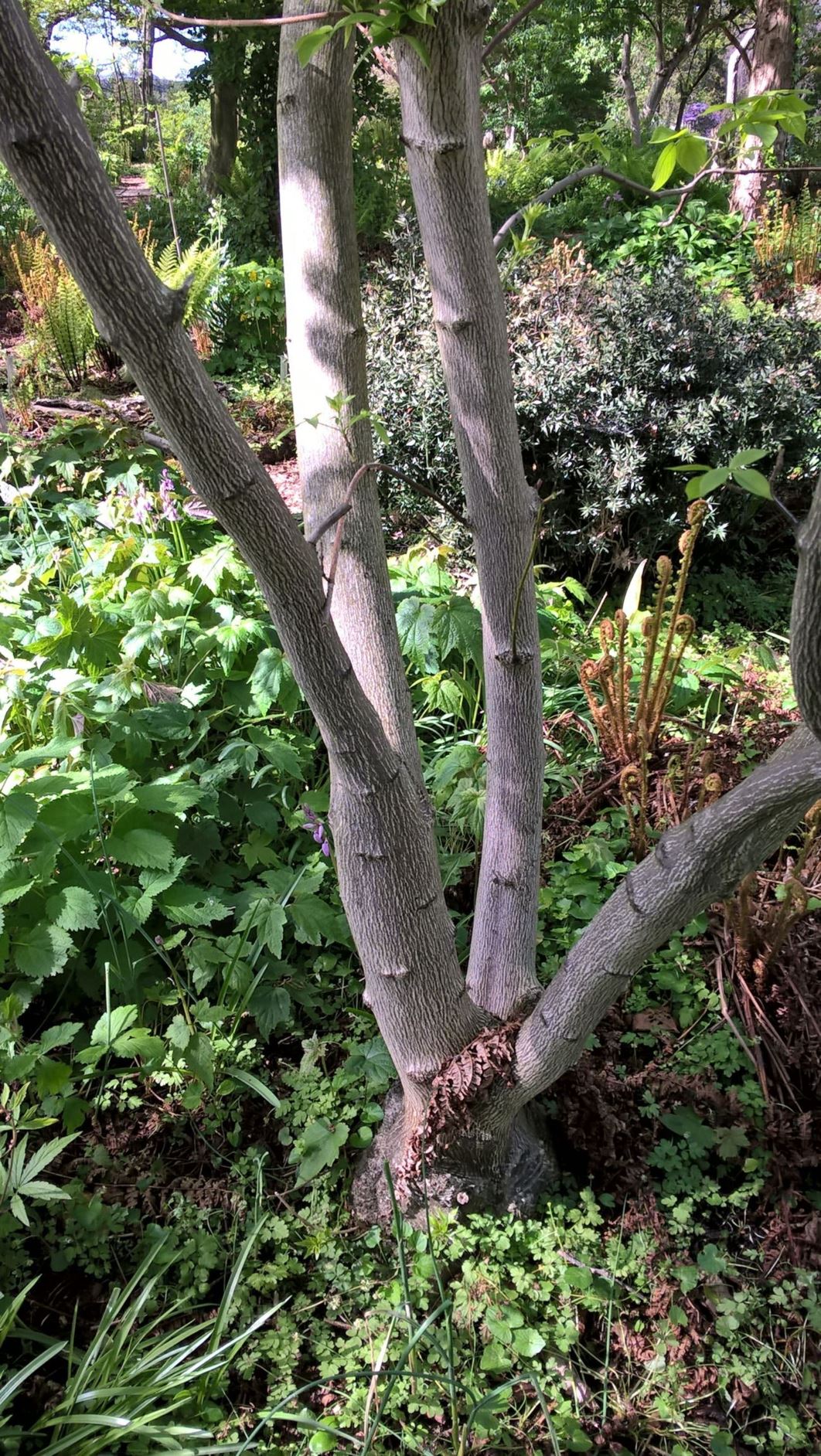 Staphylea colchica - Kaukasische pimpernoot, Colchis bladdernut ...