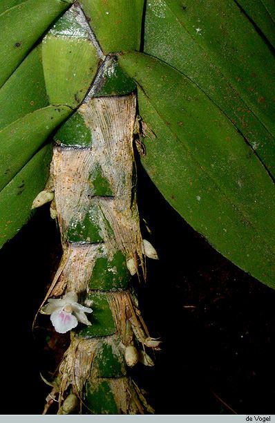 Agrostophyllum spicatum | Hortus Botanicus Leiden, Netherlands