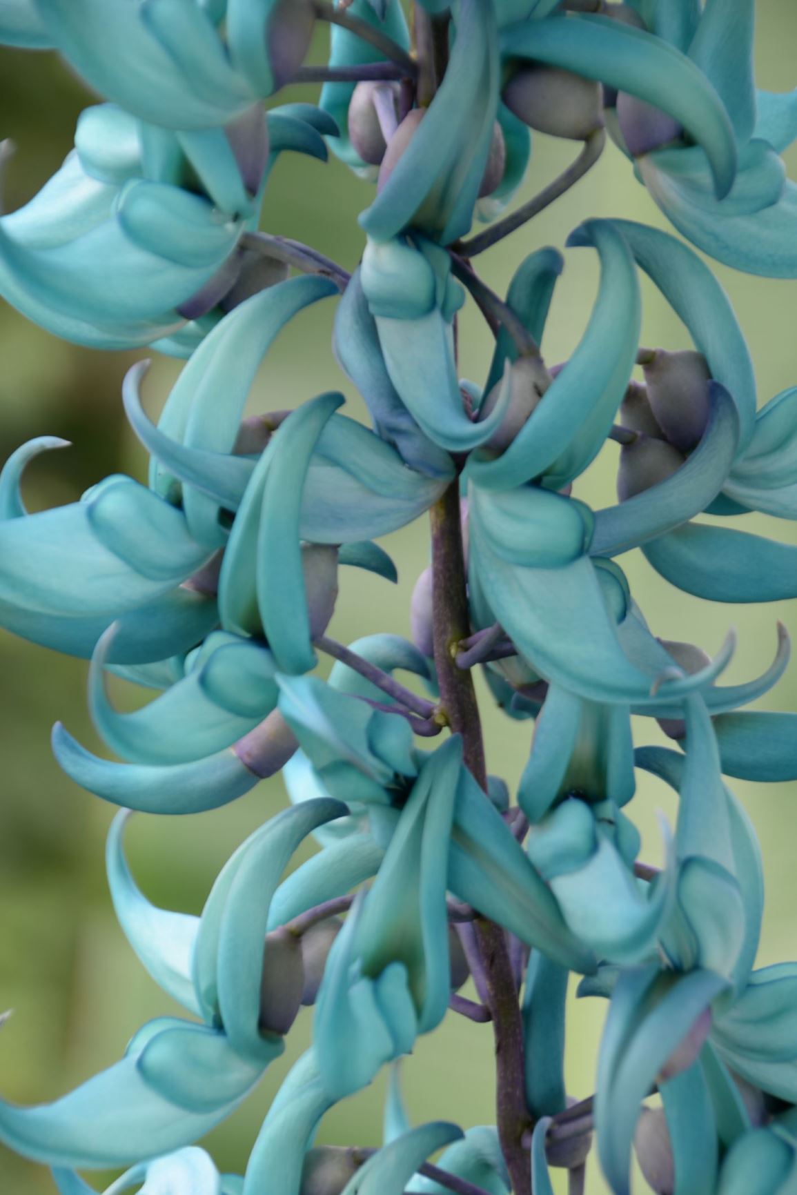 Strongylodon macrobotrys - Jadebloem, Jade vine, Emerald creeper, Liane ...