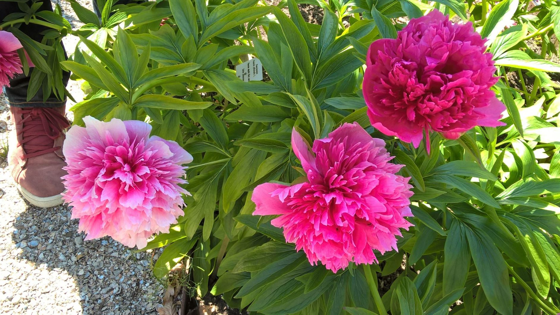Paeonia officinalis 'Rosea Plena' - Echte pioenroos, Pioen, Pioenroos ...