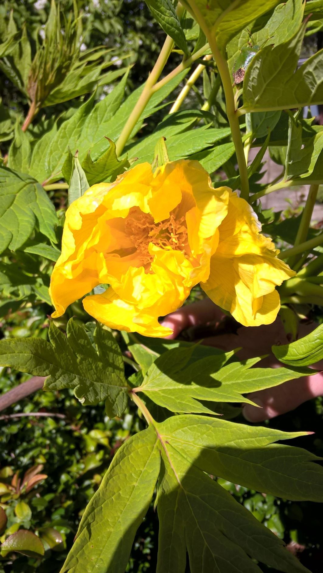 Paeonia ludlowii - Boompioen, Tree peony, Tibetan tree peony | Hortus ...