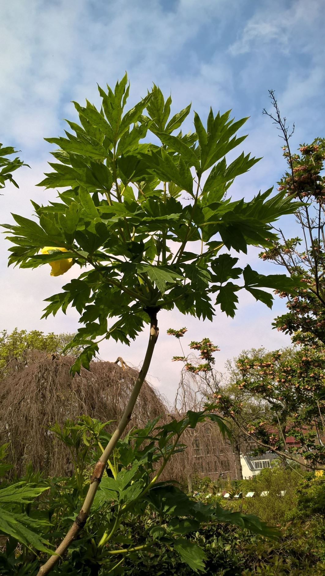 Paeonia ludlowii - Boompioen, Tree peony, Tibetan tree peony | Hortus ...