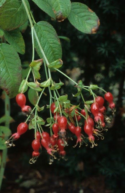 Rosa setipoda - 刺梗蔷薇 ci geng qiang wei | Hortus Botanicus Leiden ...