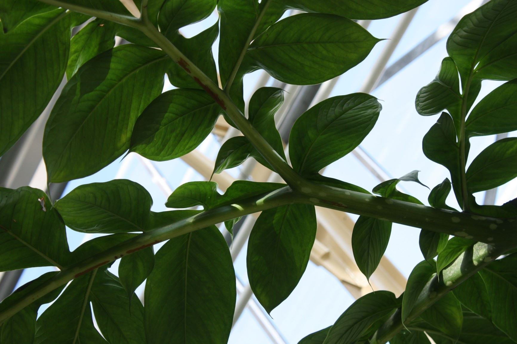 Amorphophallus titanum - Sumatraanse reuzenaronskelk, Titan Arum, Arum ...