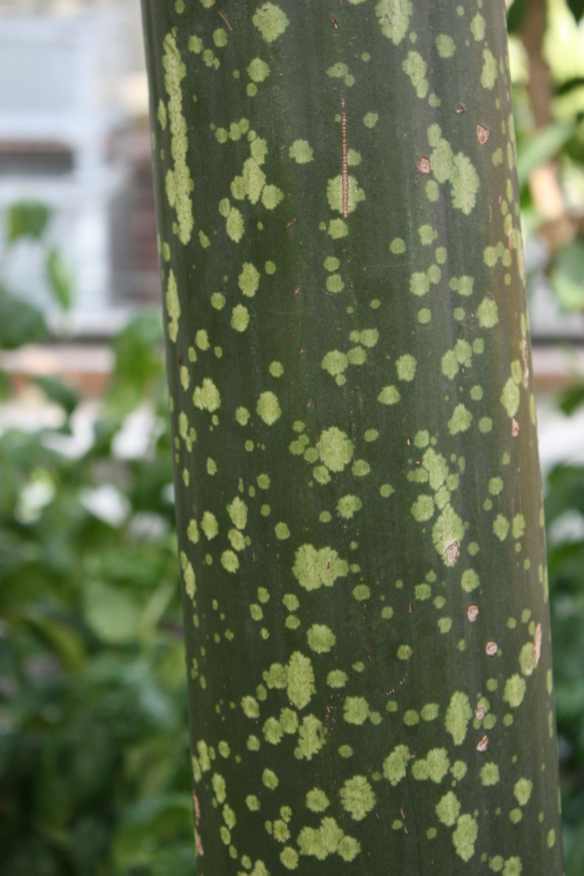 Amorphophallus titanum - Sumatraanse reuzenaronskelk, Titan Arum, Arum ...