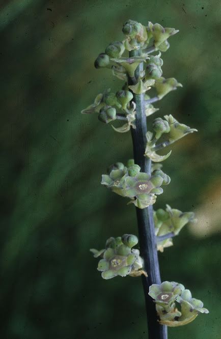 Peliosanthes spec. | Hortus Botanicus Leiden, Netherlands