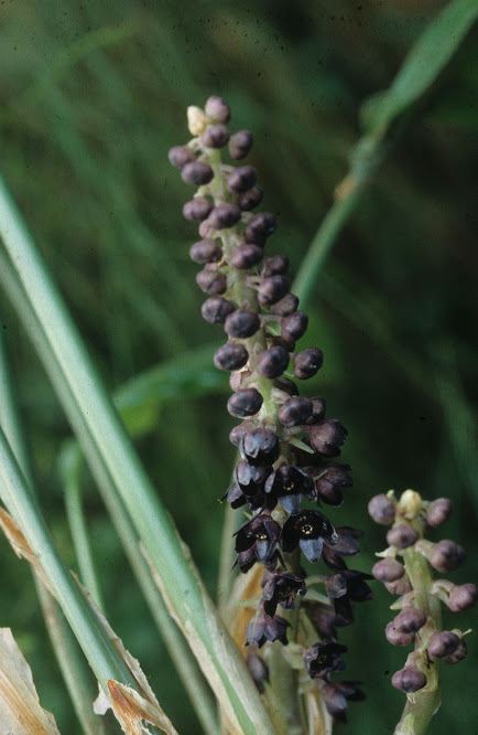 Peliosanthes spec. | Hortus Botanicus Leiden, Netherlands