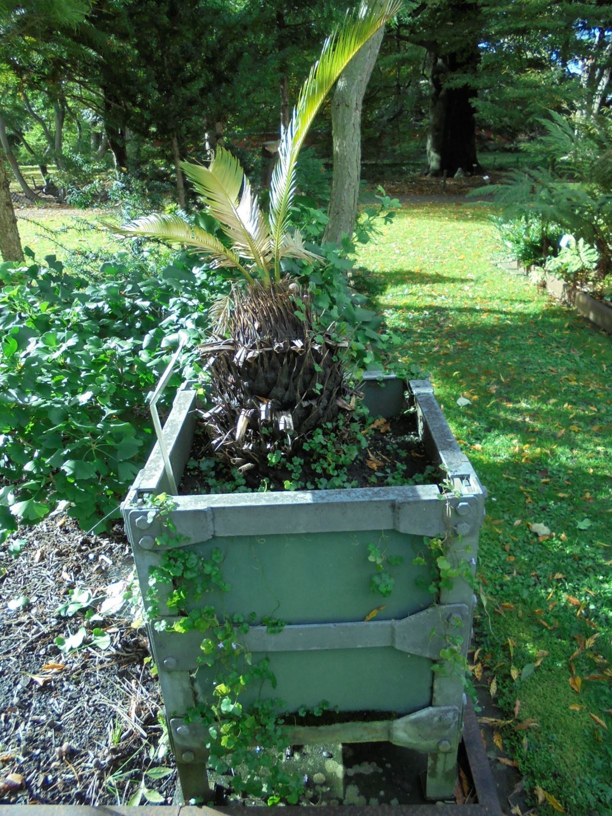 Cycas revoluta - Cycaspalm, valse sagopalm, vredespalm, palmvaren ...