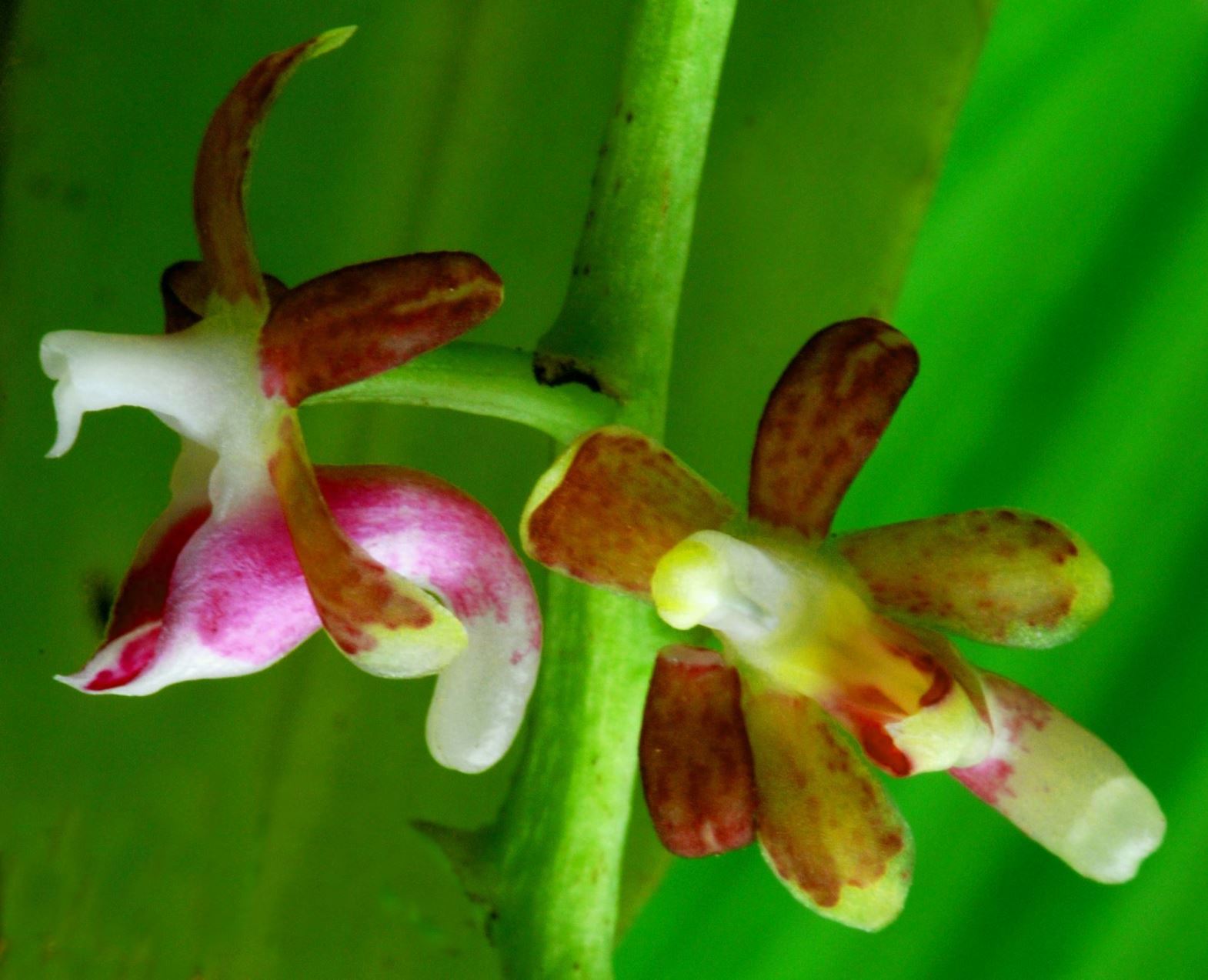 Robiquetia spec. | Hortus Botanicus Leiden, Netherlands
