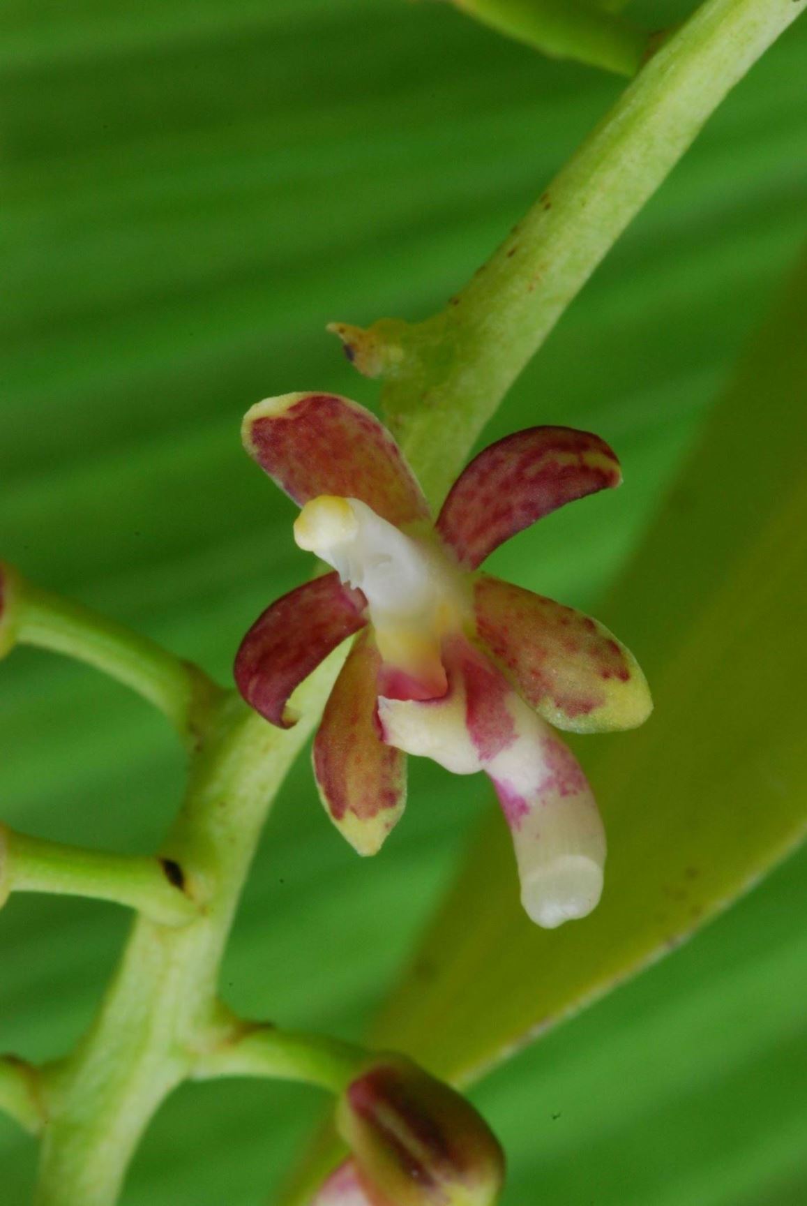 Robiquetia spec. | Hortus Botanicus Leiden, Netherlands