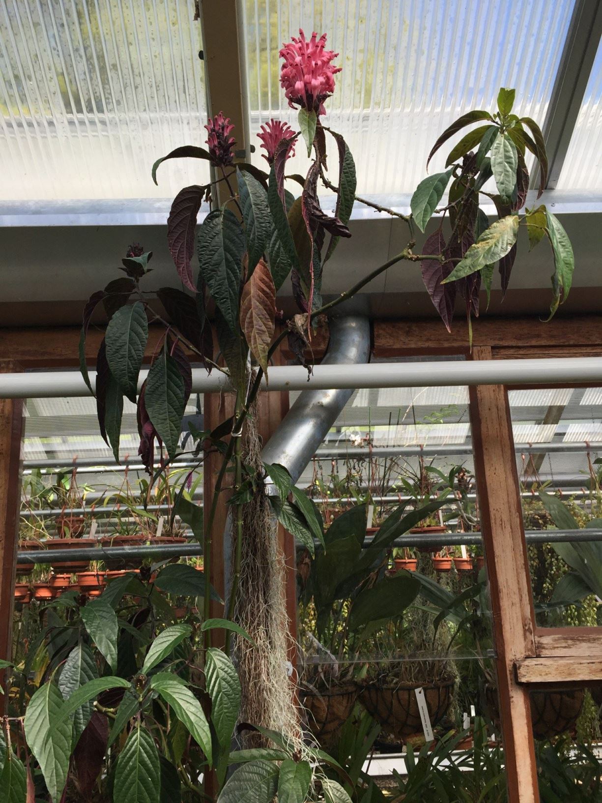 Justicia carnea - Pink Jacobinia, Justicia, tango | Hortus Botanicus ...