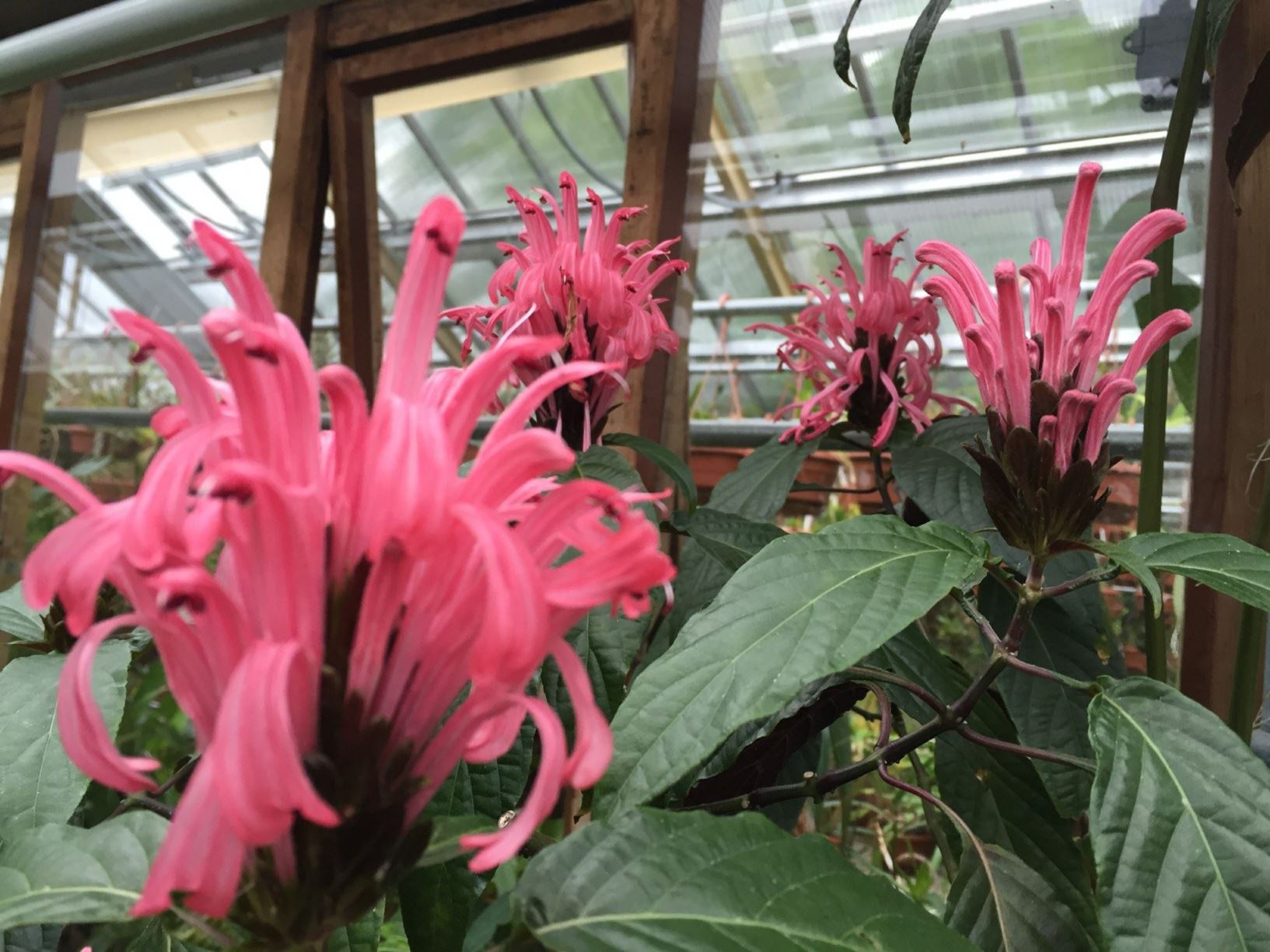 Justicia carnea - Pink Jacobinia, Justicia, tango | Hortus Botanicus ...