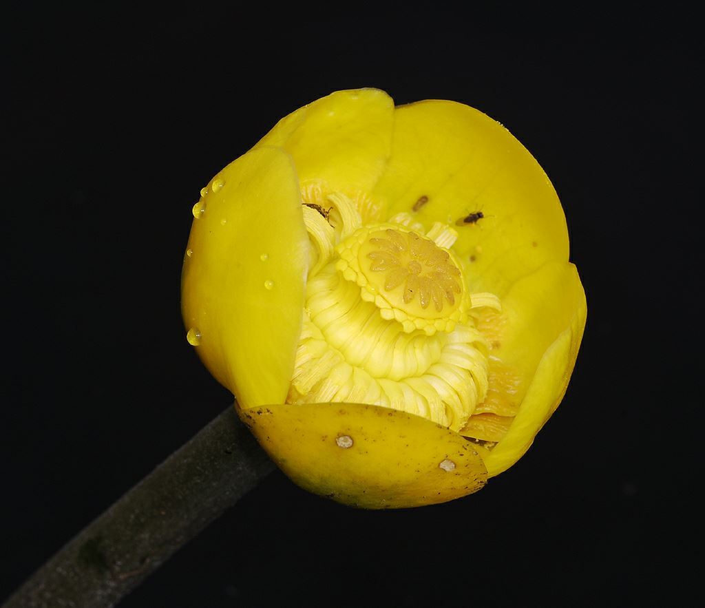 Nuphar lutea - Gele plomp, Yellow waterlily | Hortus Botanicus Leiden ...