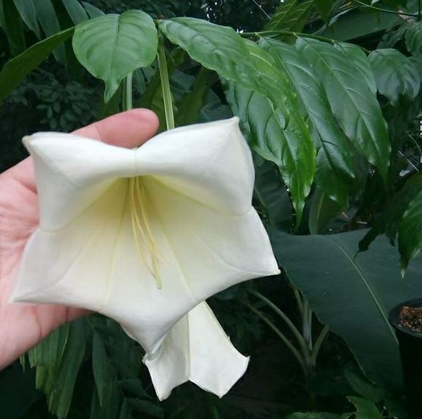 Browse O | Hortus Botanicus Leiden, Netherlands