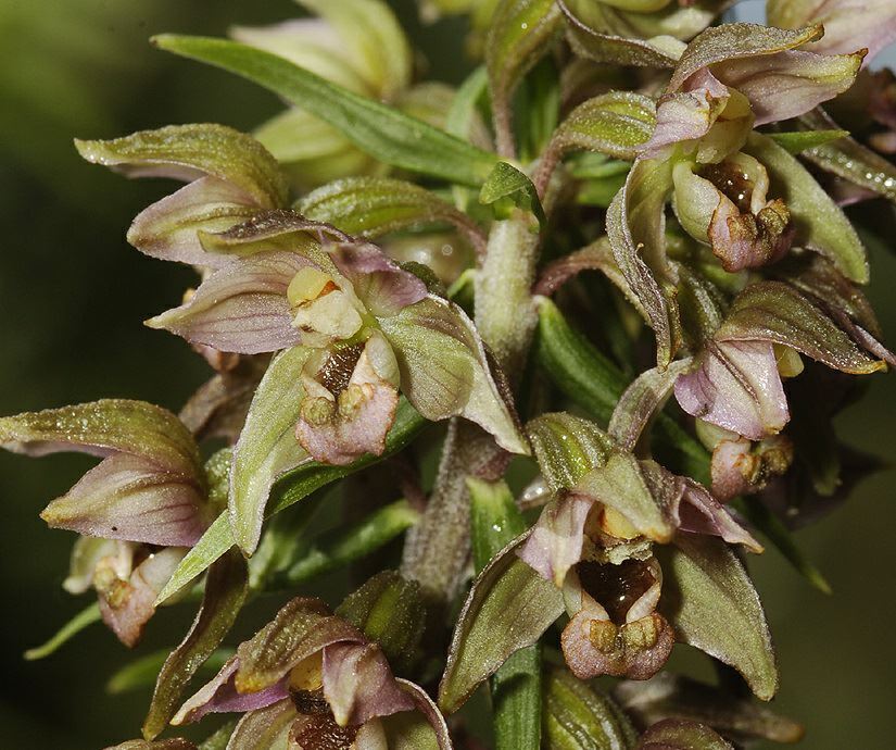 Epipactis helleborine - Brede wespenorchis, Broad-leaved helleborine ...