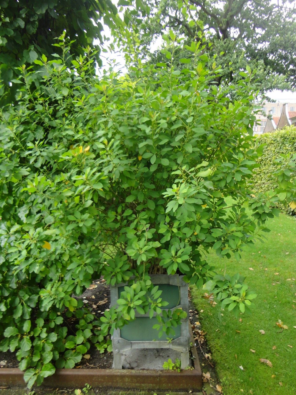 Clutia pulchella - Common Lightning Bush, Gewone Bliksembos | Hortus ...