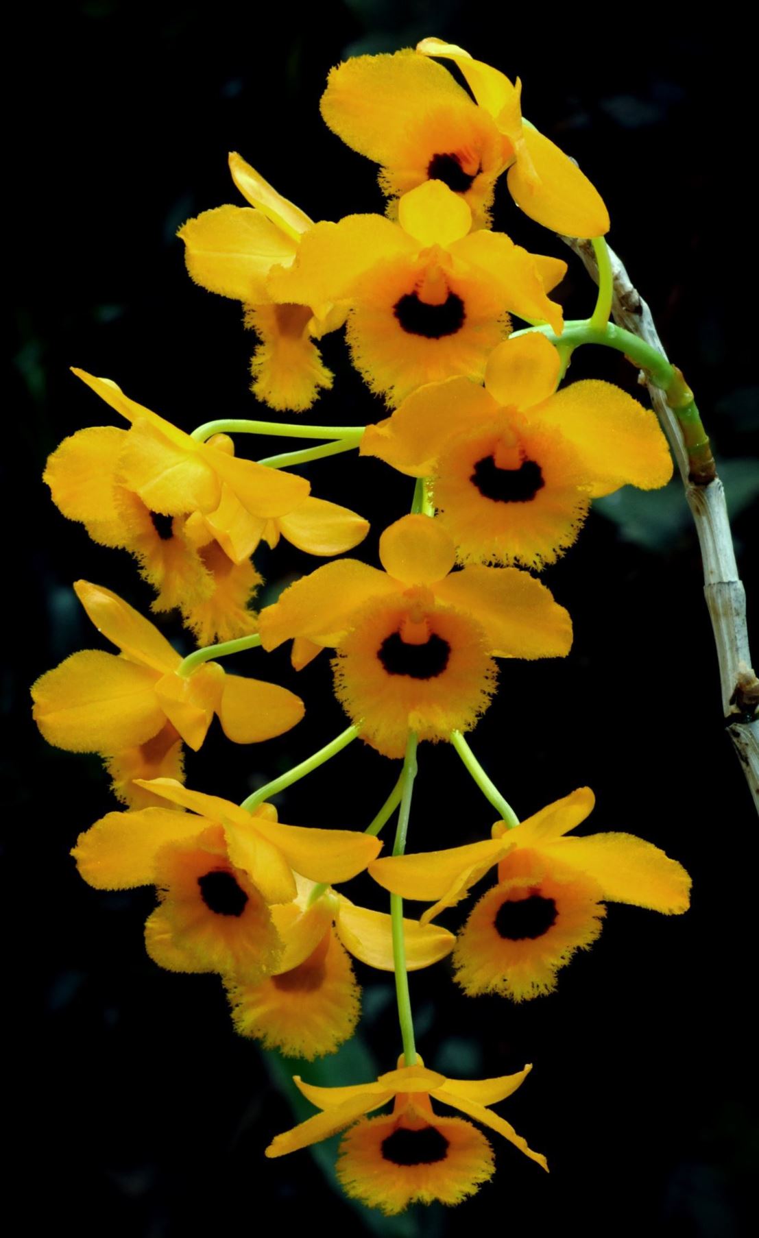 Dendrobium fimbriatum | Hortus Botanicus Leiden, Netherlands