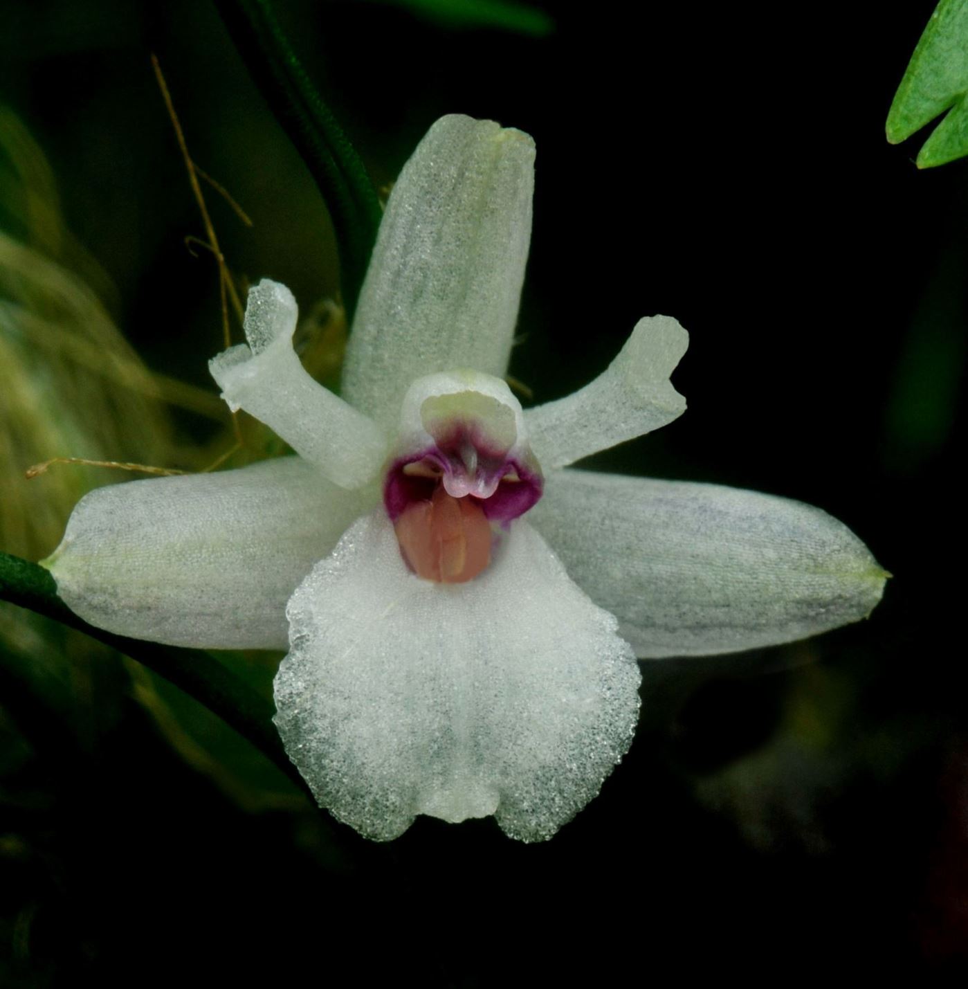 Isabelia virginalis | Hortus Botanicus Leiden, Netherlands